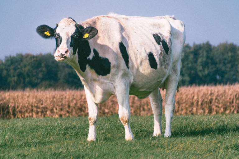 Ensuring Quality: Standards for Milk Production
