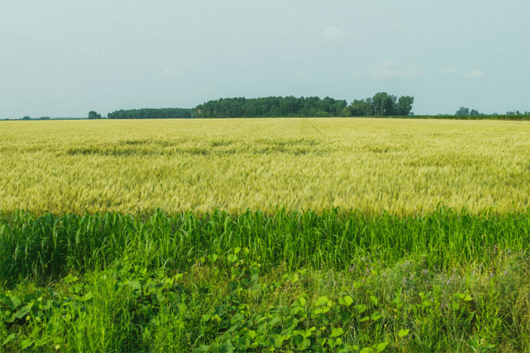 Fair Rent Changes for Government Land Use