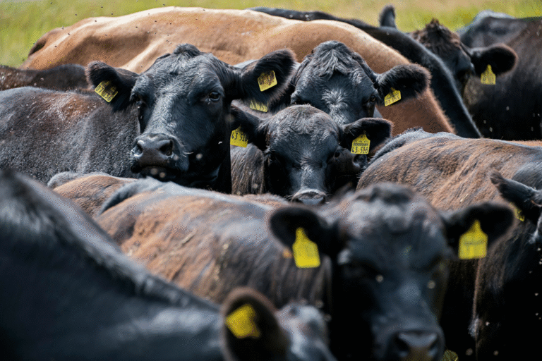 Strengthening the Future of the Beef Industry